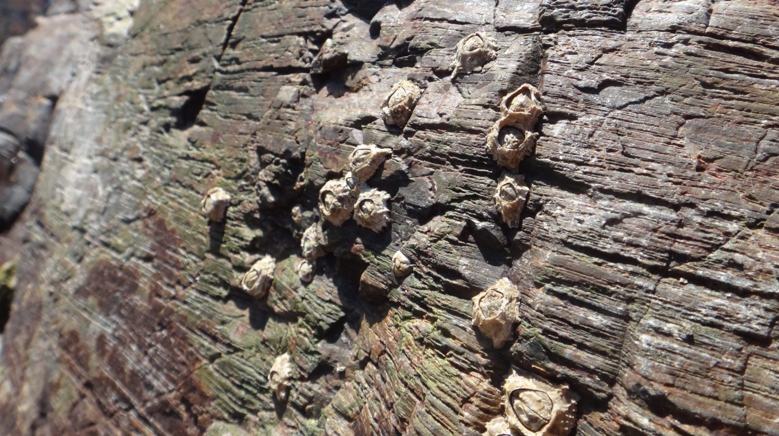 Punta Ballena: la joya de la corona